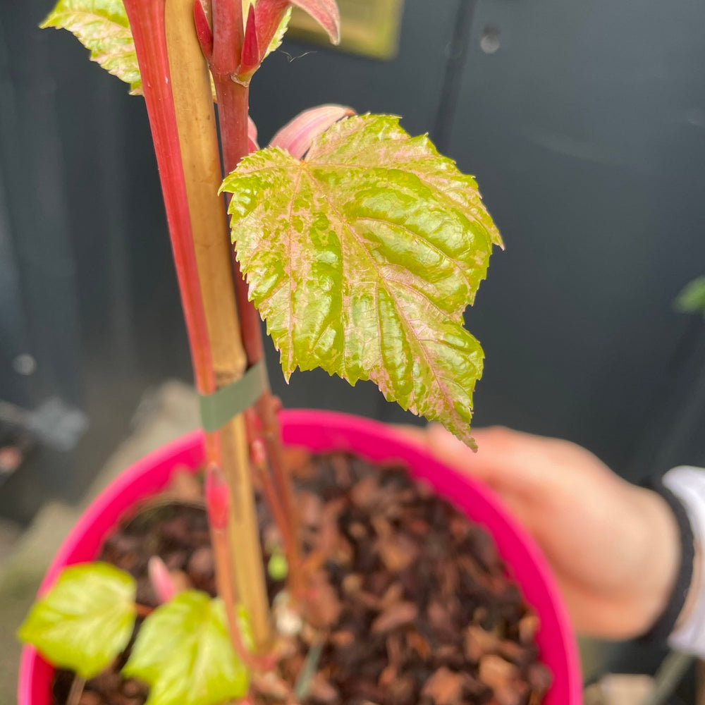 Acer 'Red Flamingo' | Snakebark Maple | grow urban Edinburgh – grow urban.