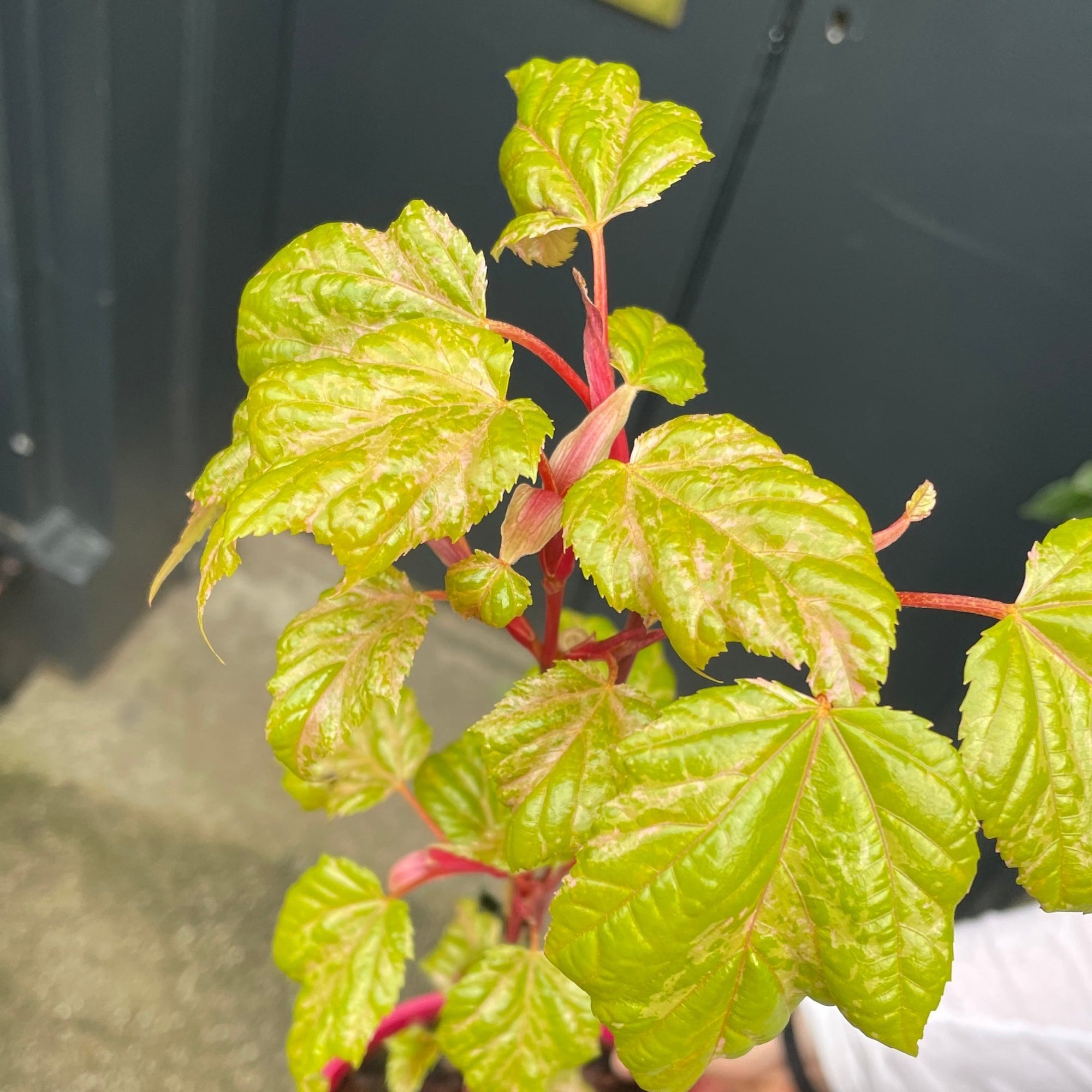 Acer 'Red Flamingo' | Snakebark Maple | grow urban Edinburgh – grow urban.