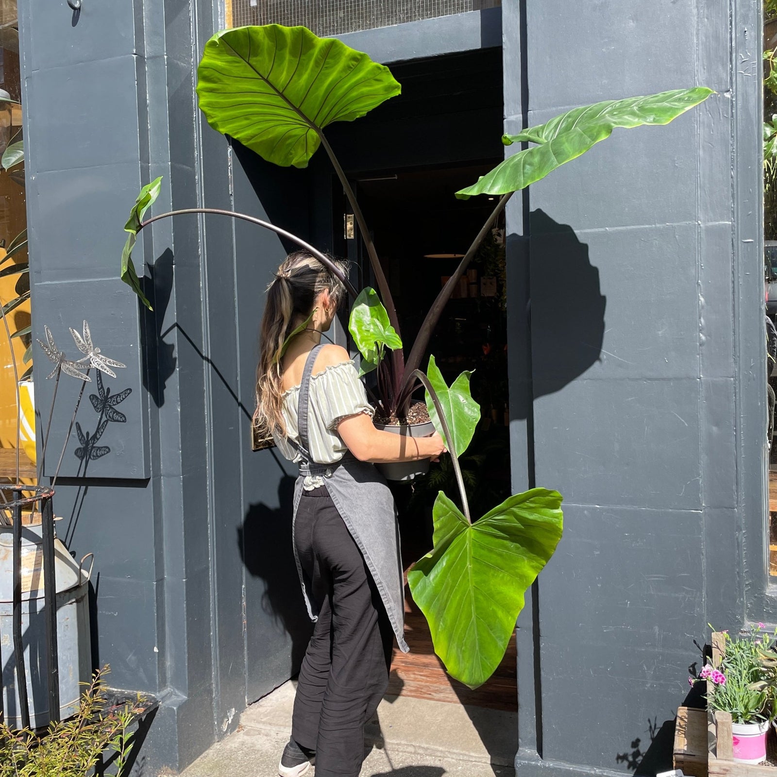 Alocasia macrorrhizos 'Black Stem' | grow urban. Edinburgh