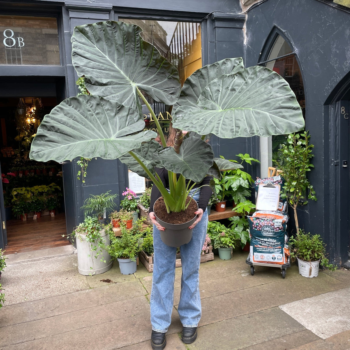 Alocasia 'Regal Shields' XXL | grow urban. Edinburgh