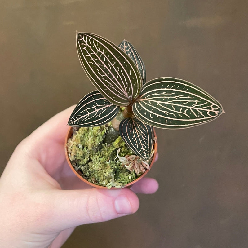 Anoectochilus roxburghii x Ludisia discolor | grow urban.