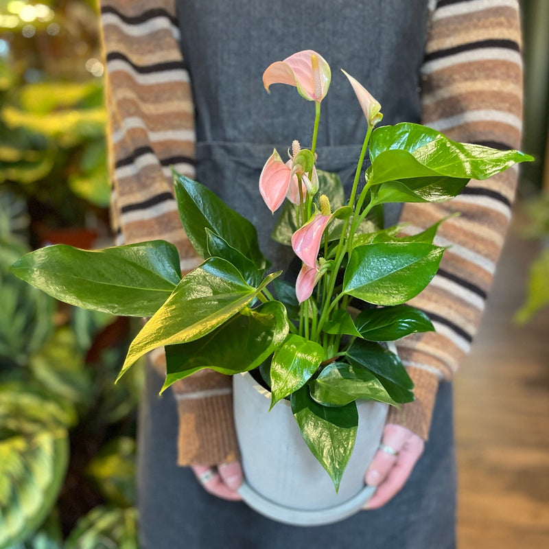 Anthurium ‘Joli Peach’ | Flamingo Flower | grow urban. UK