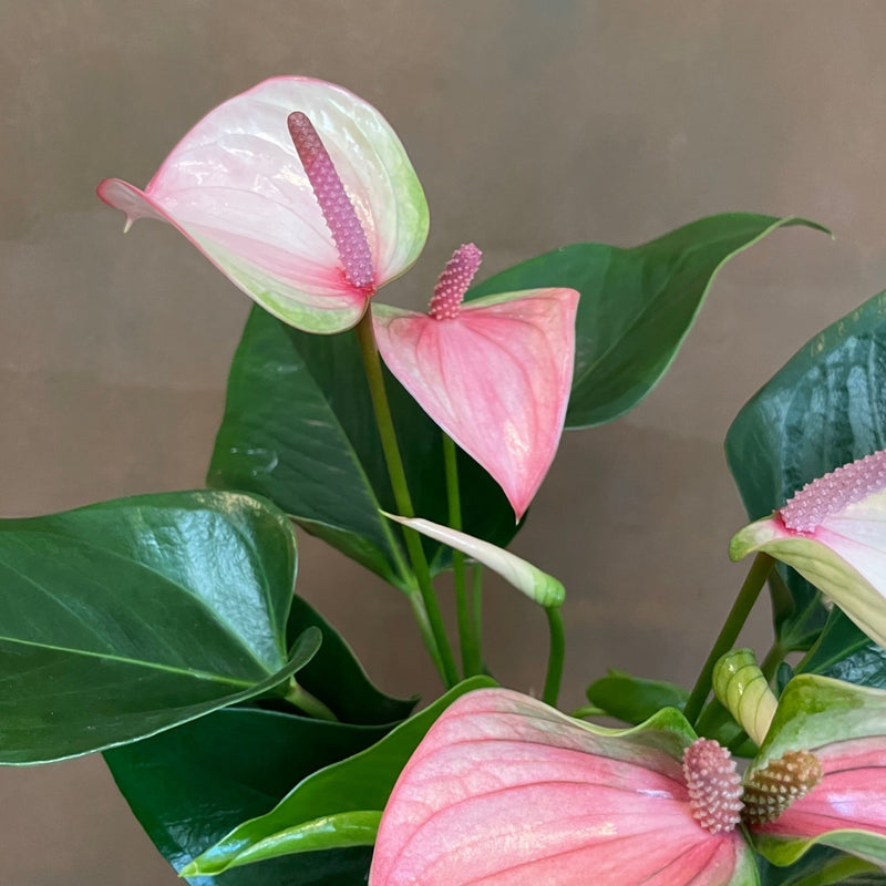 Anthurium ‘Joli Pulse’ | Flamingo Plant | grow urban. UK