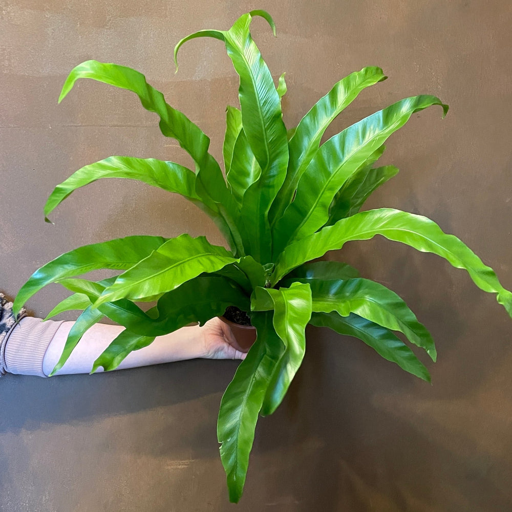 Asplenium antiquum (14cm pot) | grow urban. Edinburgh