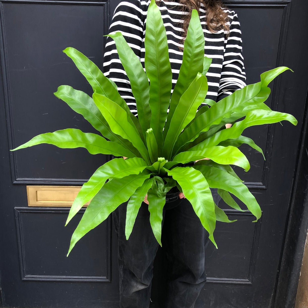 Asplenium antiquum (17cm pot) | grow urban. Edinburgh