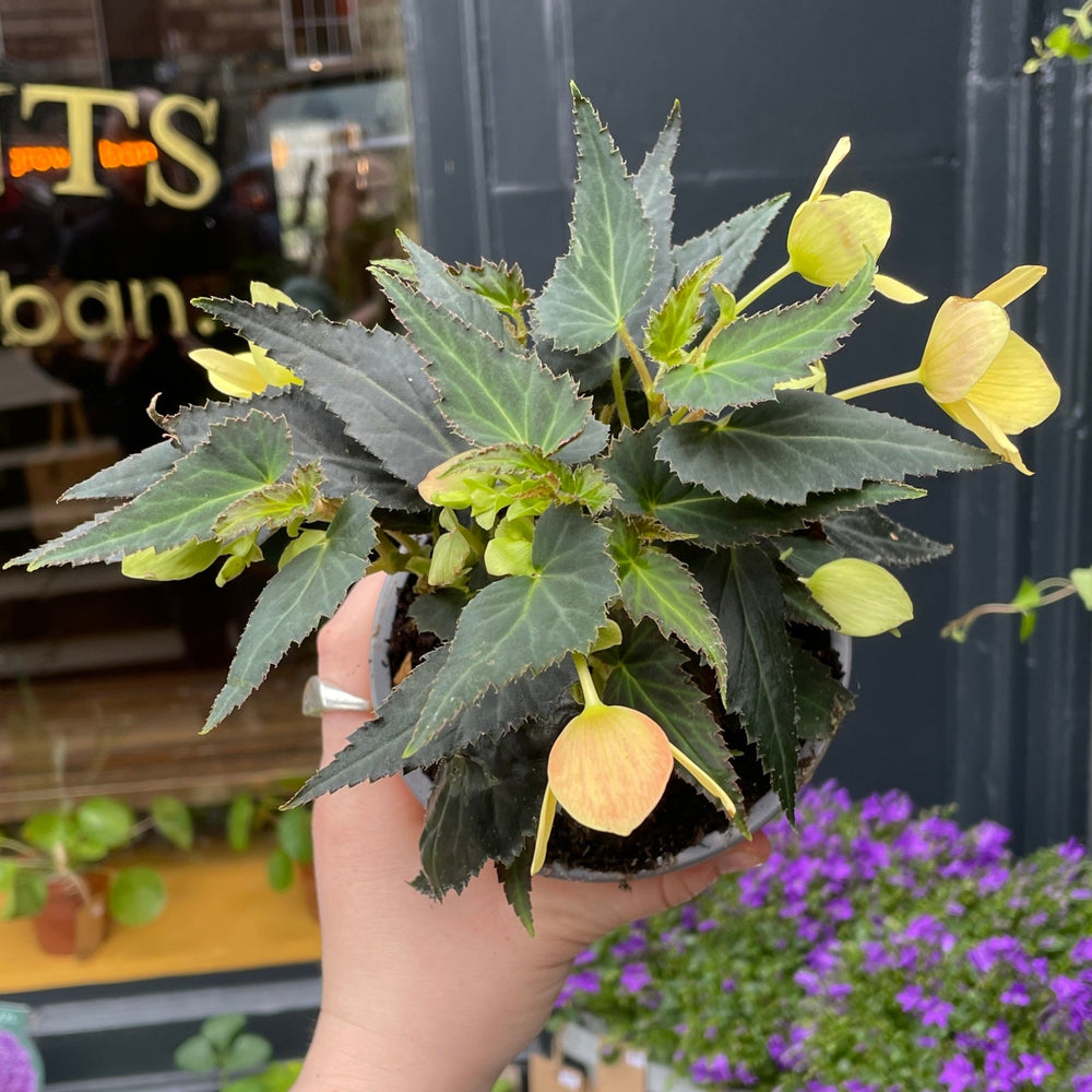 Begonia 'Beauvilia Lemon' | grow urban. Edinburgh
