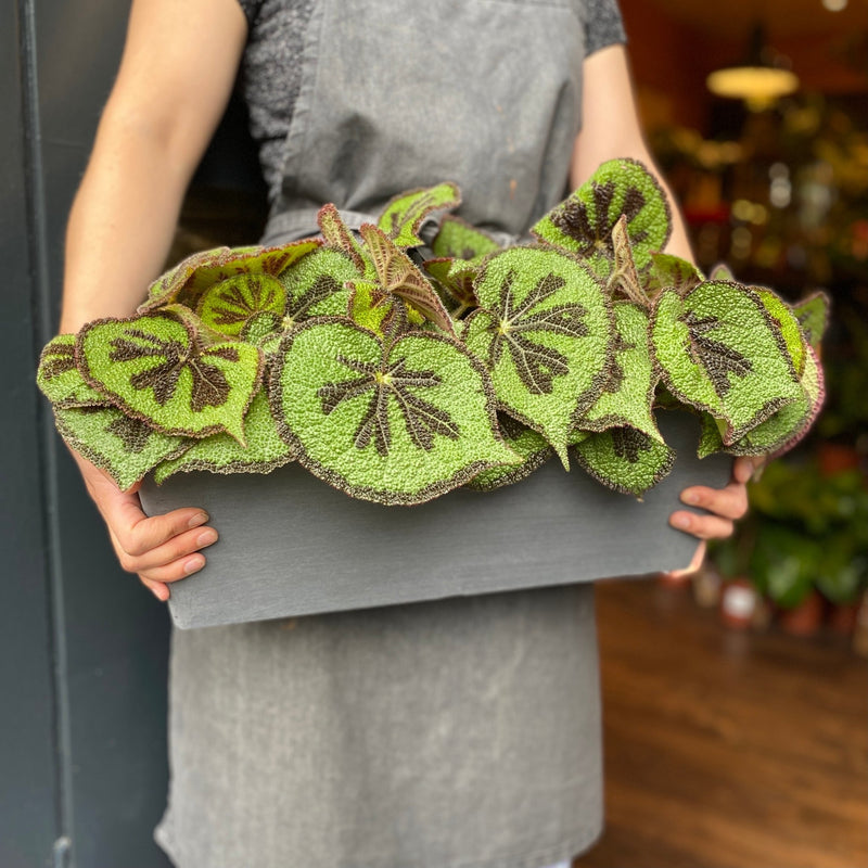 Begonia masoniana 'Rock' | grow urban. Edinburgh