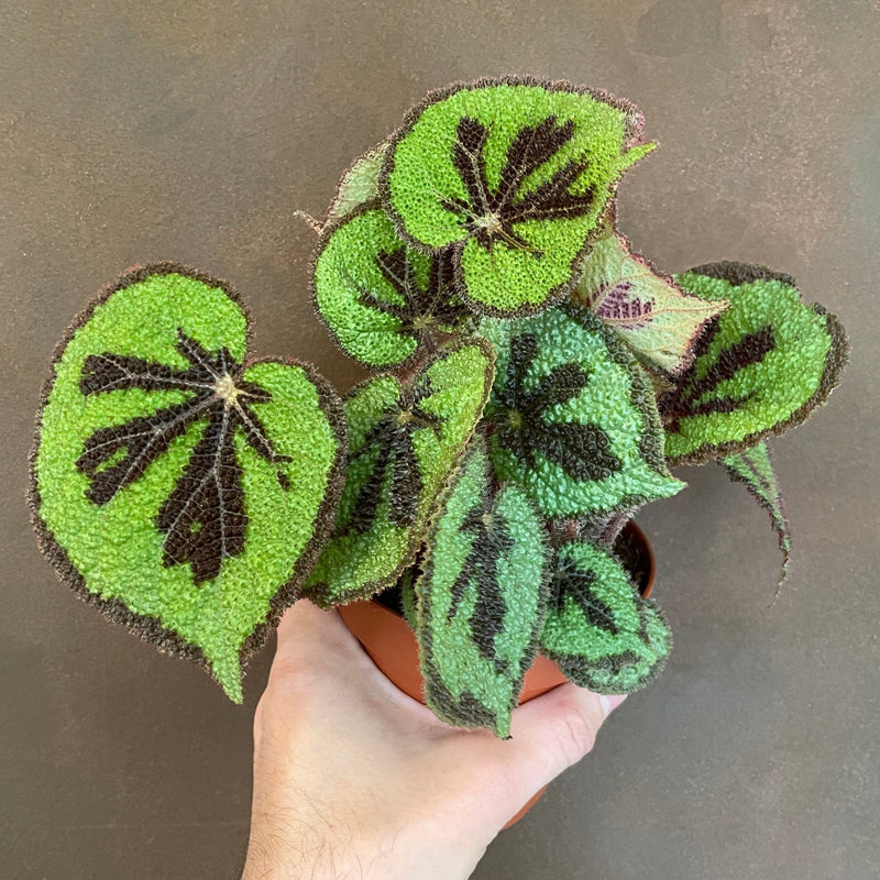 Begonia masoniana 'Rock' | grow urban. Edinburgh