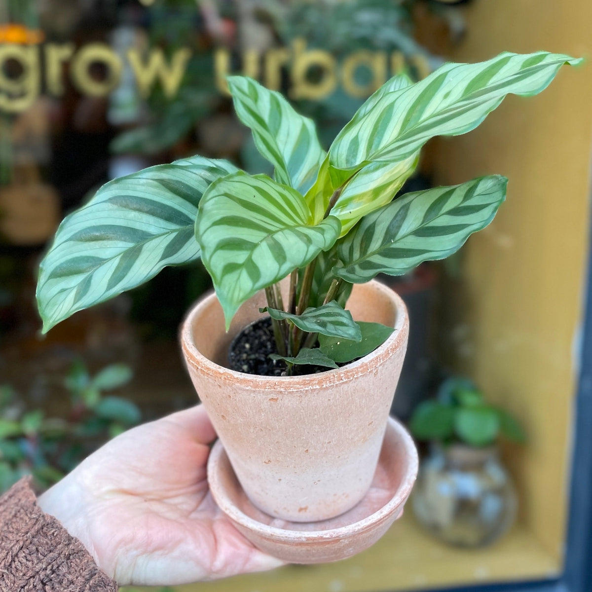 Calathea ‘Freddie’ (7cm pot) | grow urban. Edinburgh