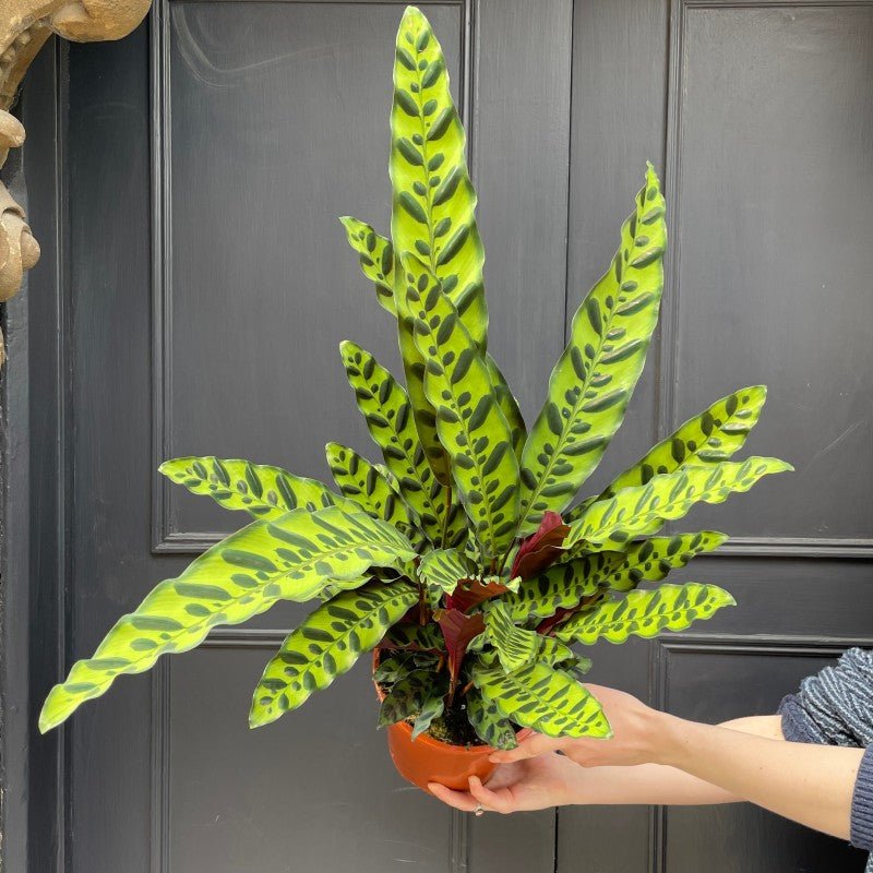Calathea lancifolia (19cm pot) | grow urban. Edinburgh