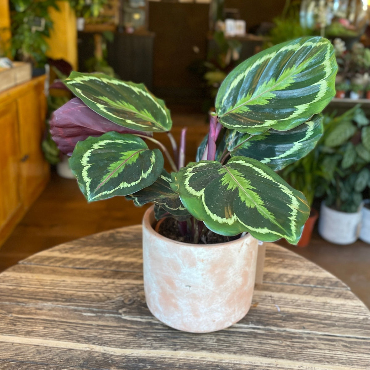 Calathea ‘Medallion’ (14cm pot) | grow urban. Edinburgh