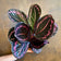 Calathea roseopicta ‘Little Princess’ | grow urban. Edinburgh
