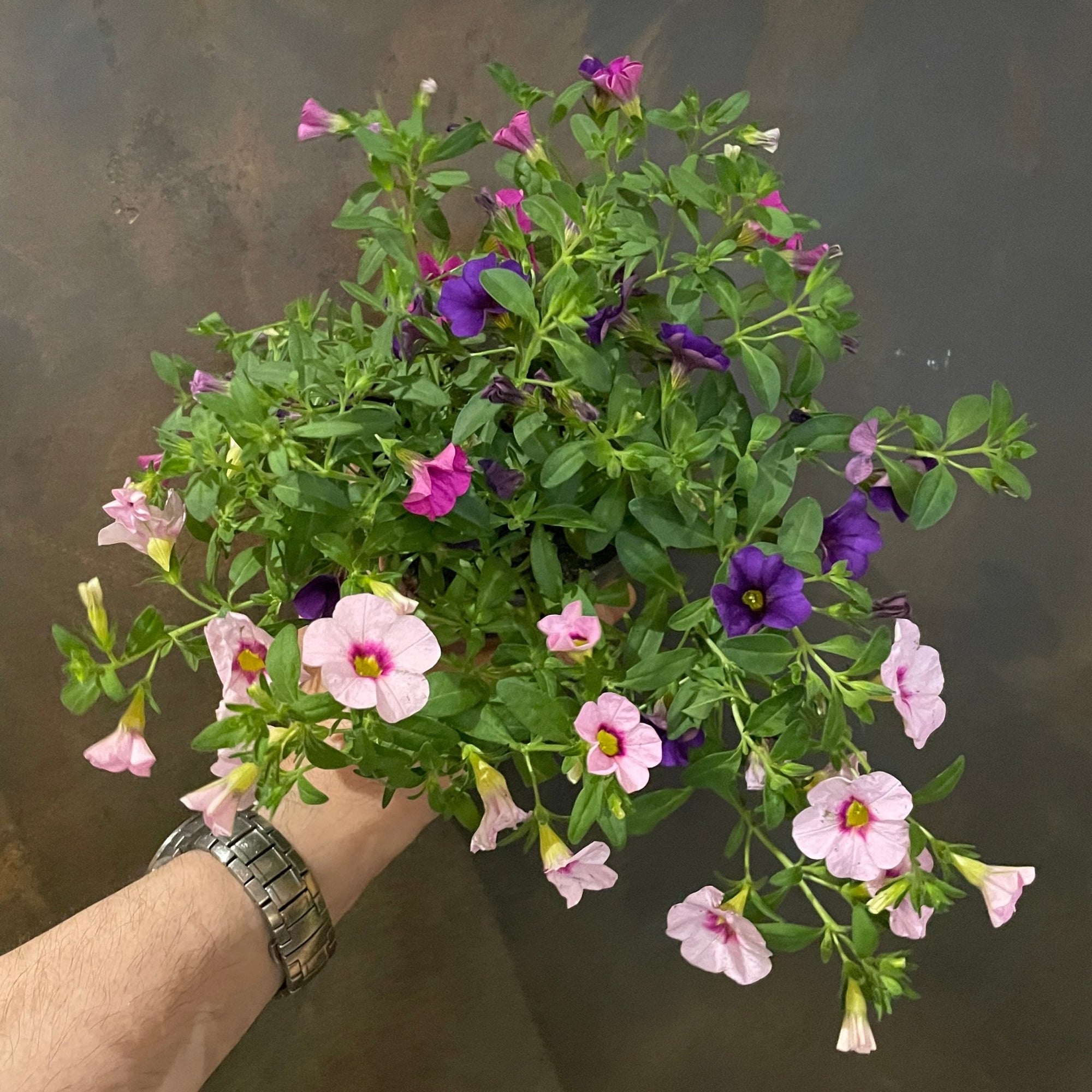 Calibrachoa 'Carnival Mix' | grow urban. Edinburgh