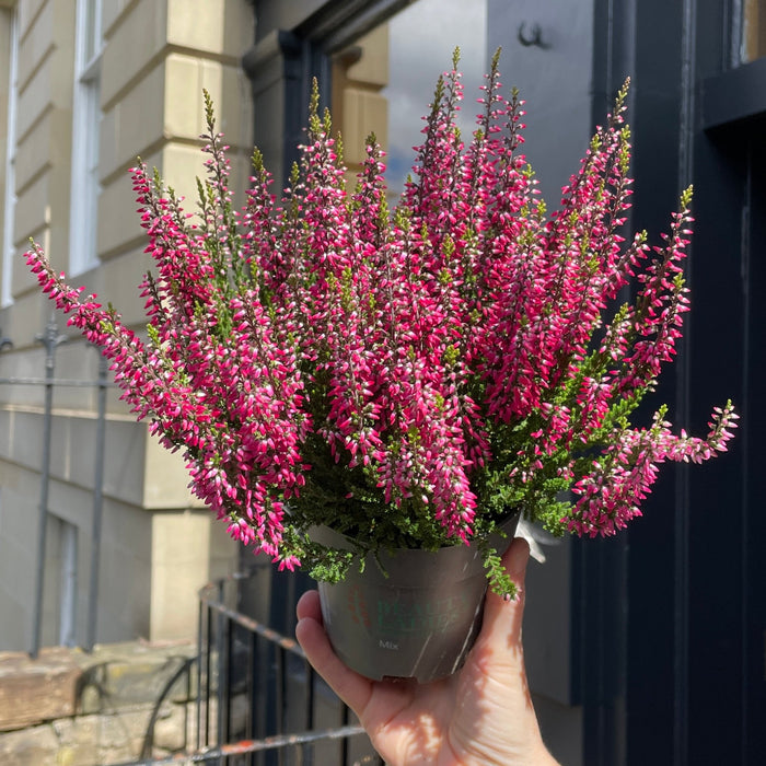 Calluna 'Beauty Ladies Red' | grow urban. Edinburgh