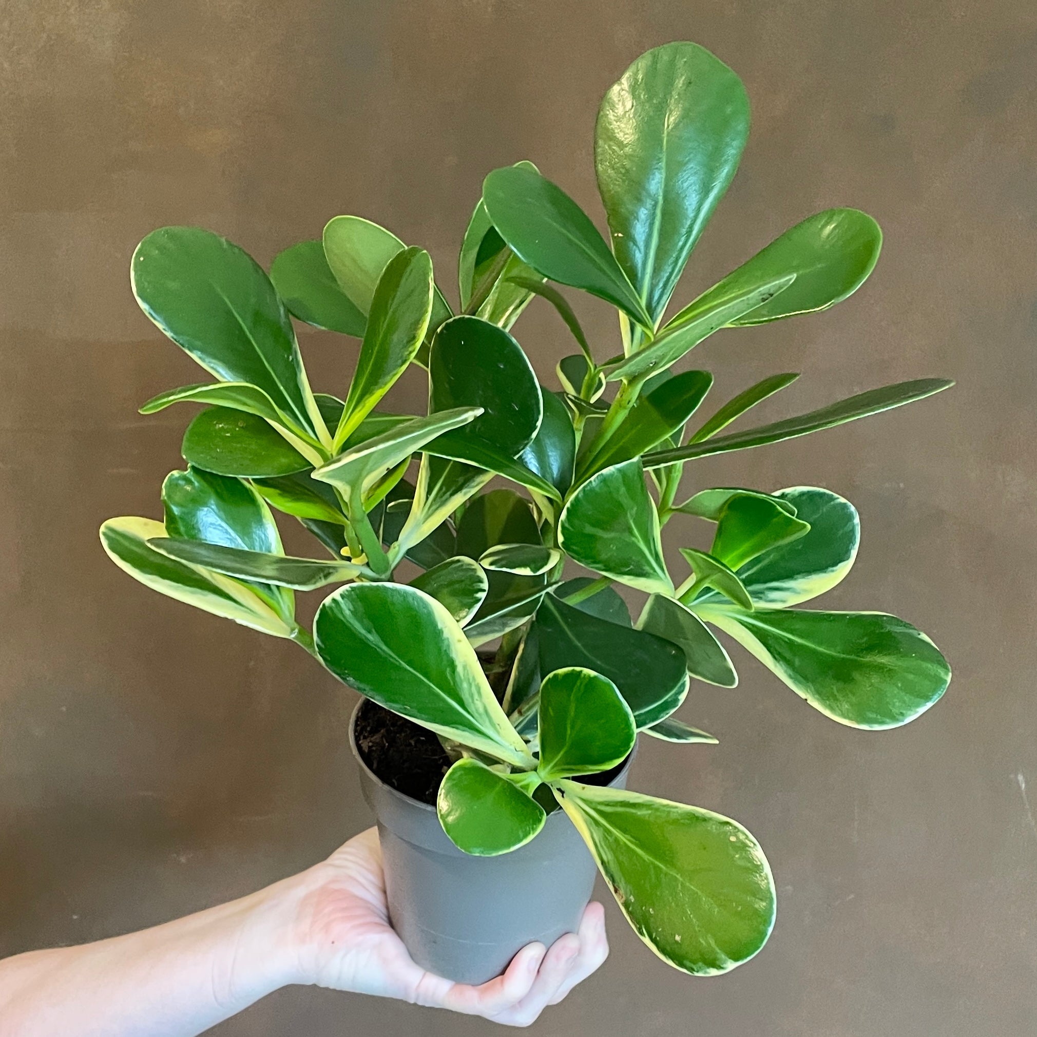 Clusia rosea 'Variegata' | Autograph Tree | grow urban.
