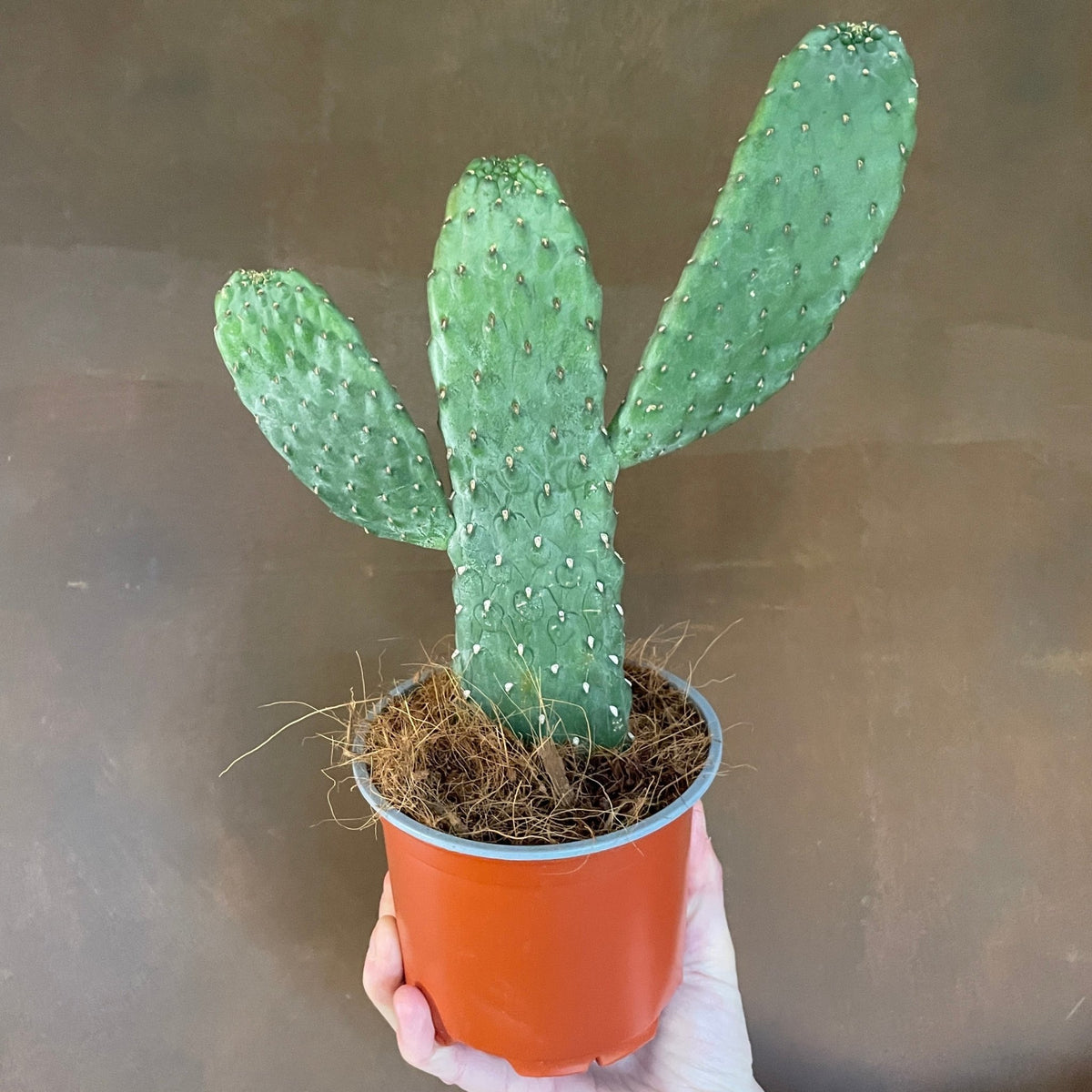 Consolea rubescens | Roadkill Cactus | grow urban. Edinburgh