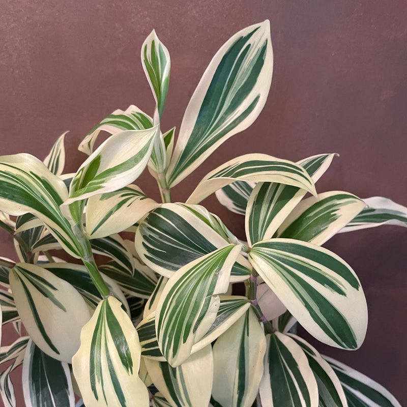 Costus arabicus 'Variegata' | grow urban. Edinburgh