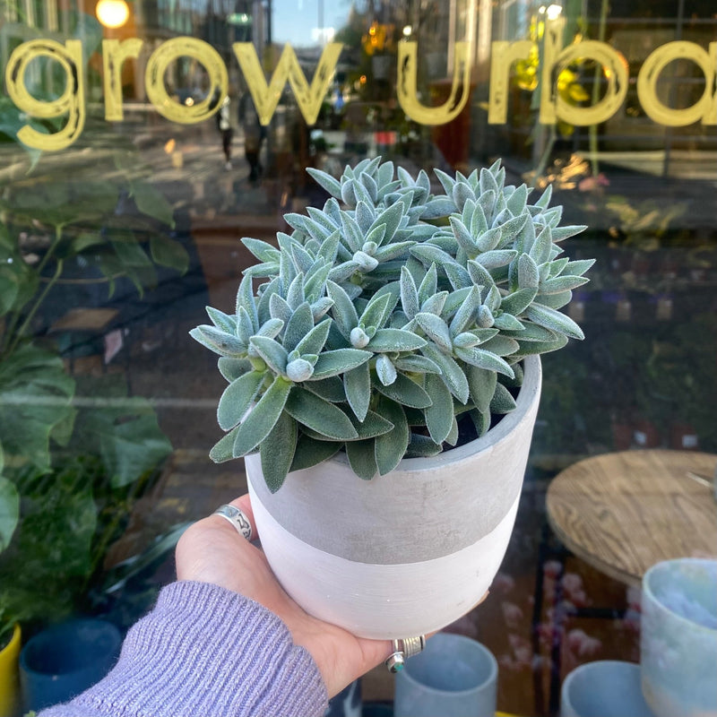 Crassula ‘Tarantula’ | grow urban. Edinburgh