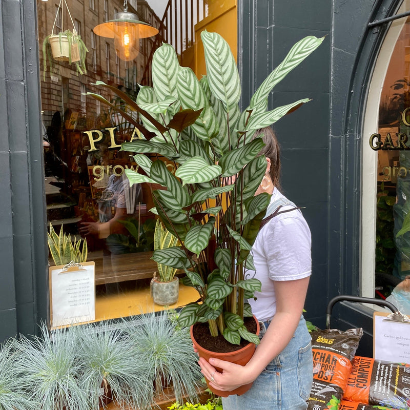 Ctenanthe ‘Compact Star’ (21cm pot) | grow urban. Edinburgh