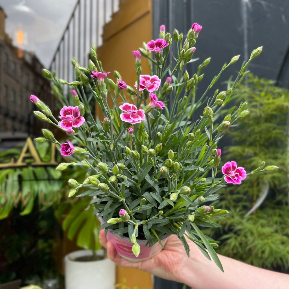 Dianthus 'Pink Kisses' | grow urban. Edinburgh