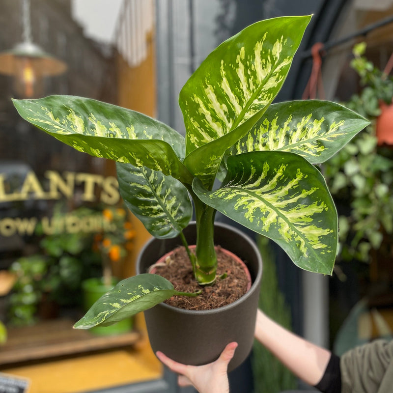 Dieffenbachia ‘Tropic Snow’ (19cm pot) | grow urban. Edinburgh