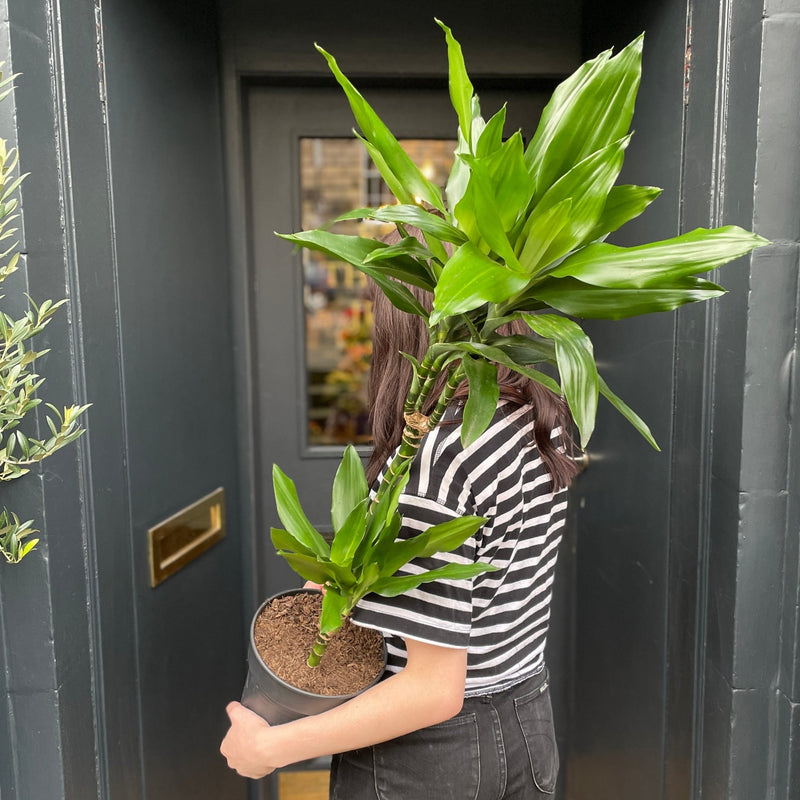 Dracaena ‘Janet Lind’ (100cm) | grow urban. Edinburgh