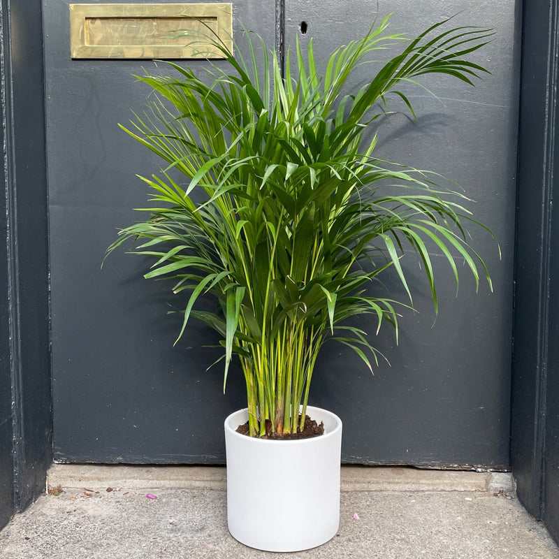 Dypsis lutescens (19cm pot) | grow urban. Edinburgh