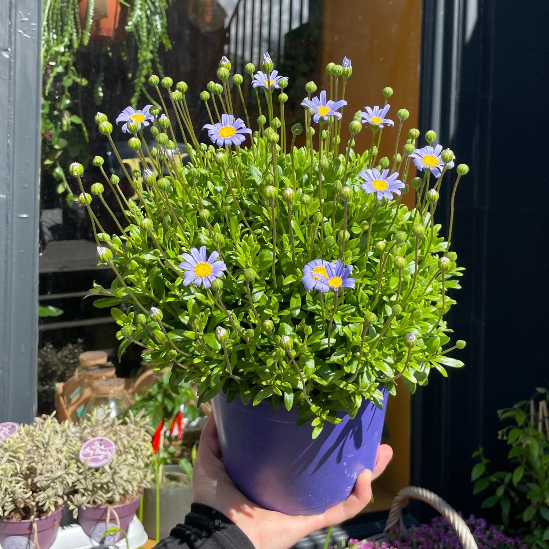 Felicia amelloides 'Felicitara Blue' | grow urban. Edinburgh