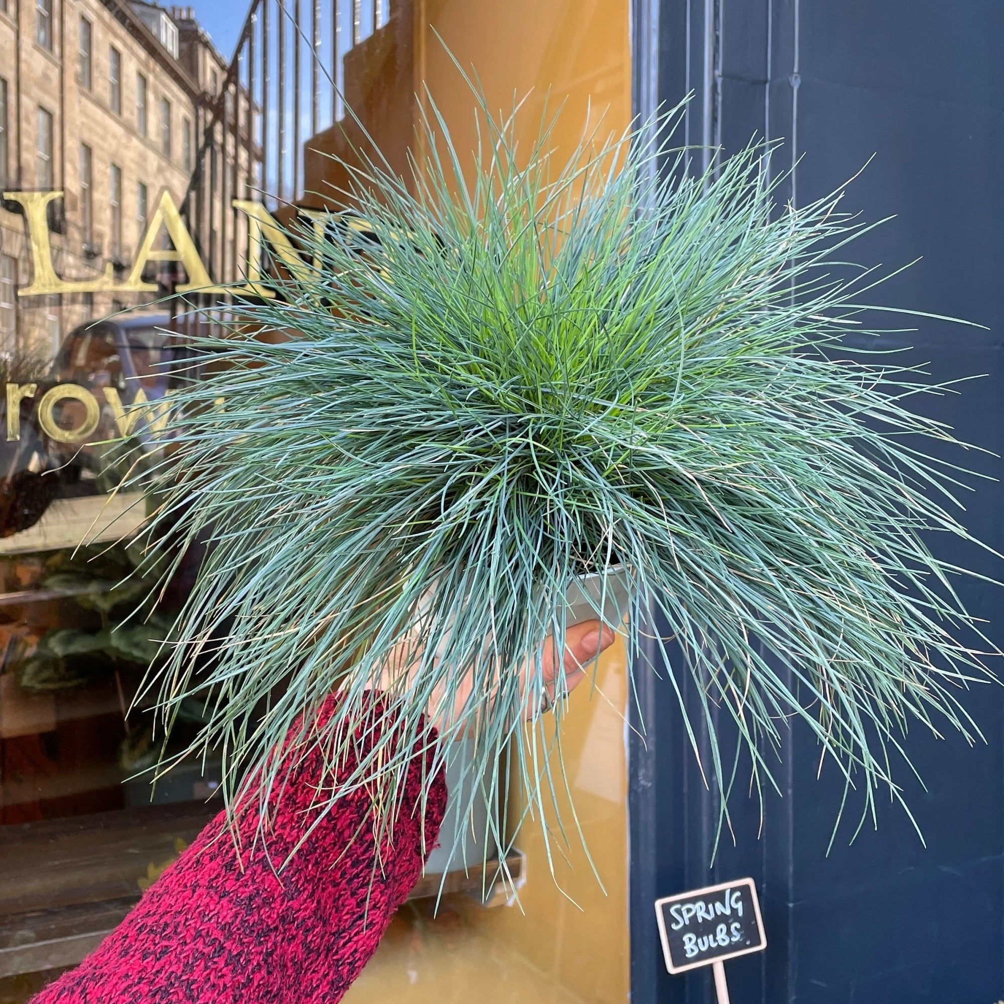 Festuca ‘Intense Blue’ | Hardy Ornamental Grass – grow urban.