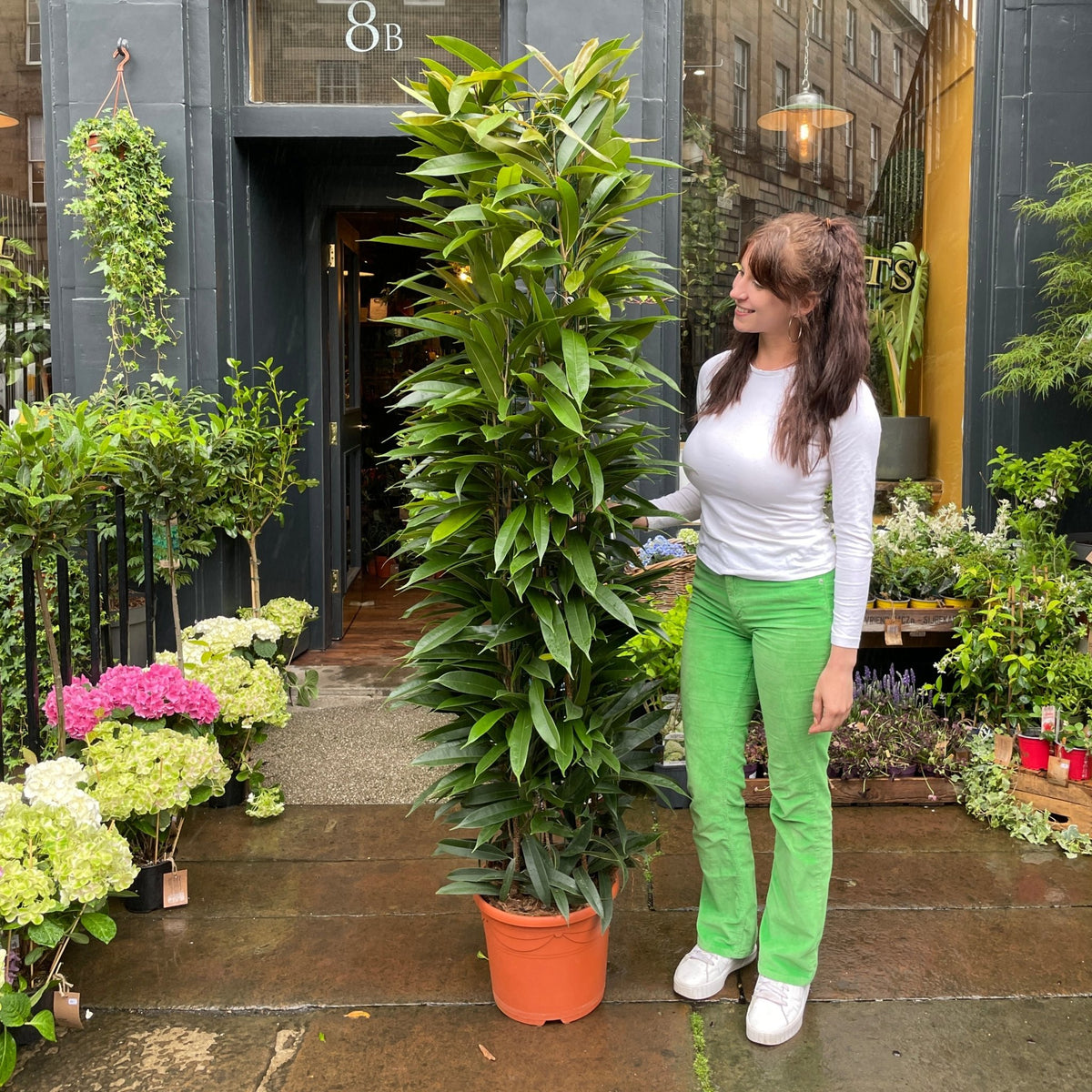 Ficus binnendijkii ‘Amstel King’ (180cm) | grow urban.