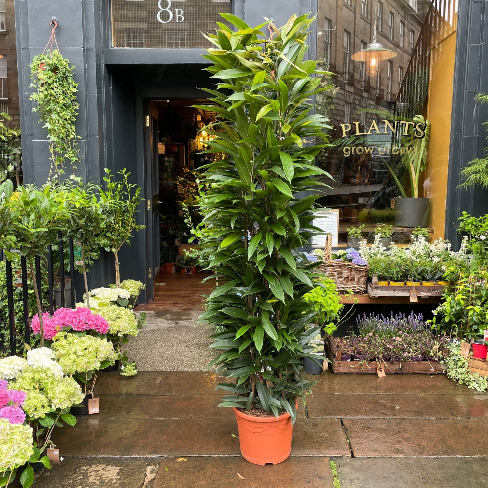 Ficus binnendijkii ‘Amstel King’ (180cm) | grow urban.