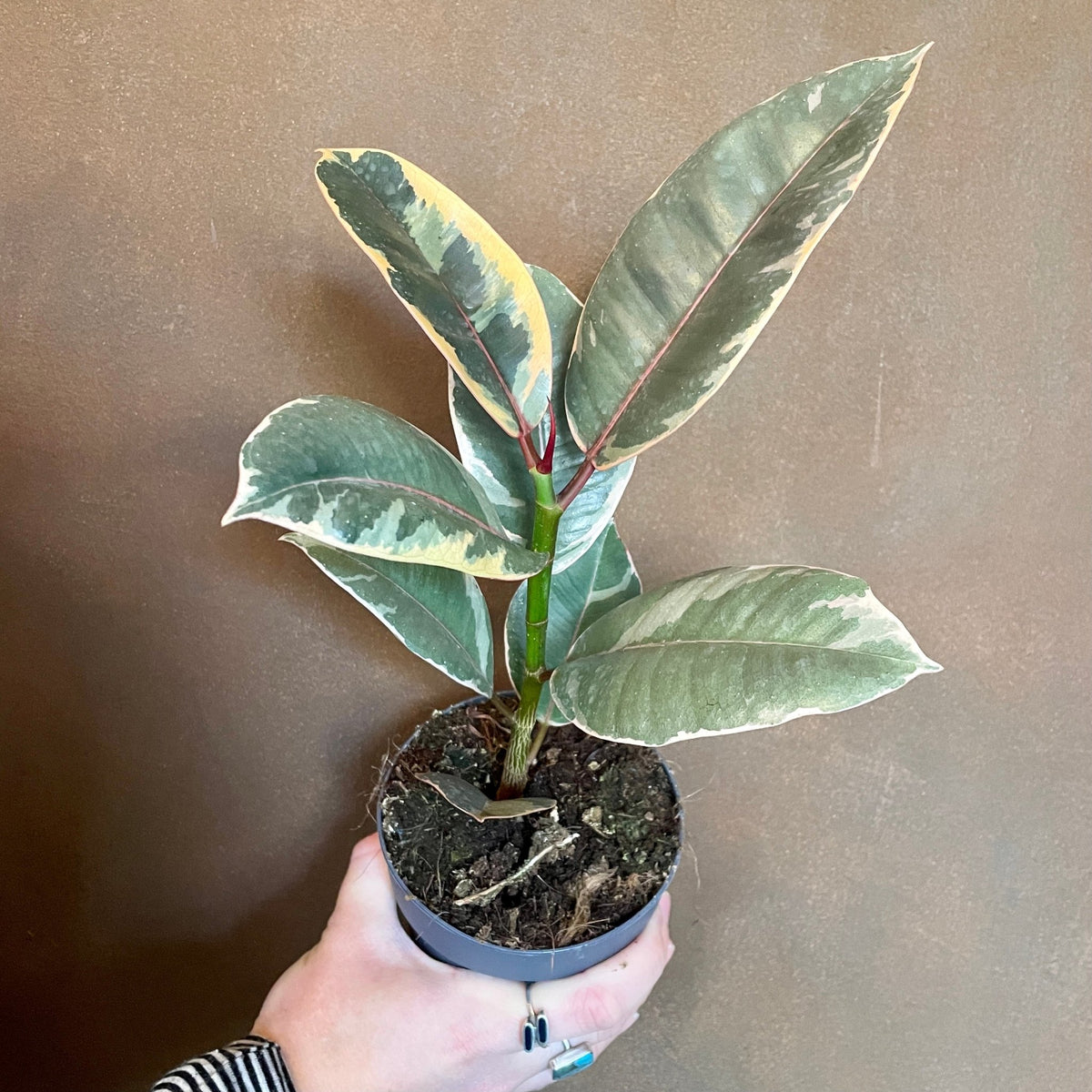 Ficus Elastica 'Belize' (11cm pot) | grow urban. Edinburgh