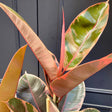 Ficus elastica 'Belize' (24cm pot) | grow urban. Edinburgh