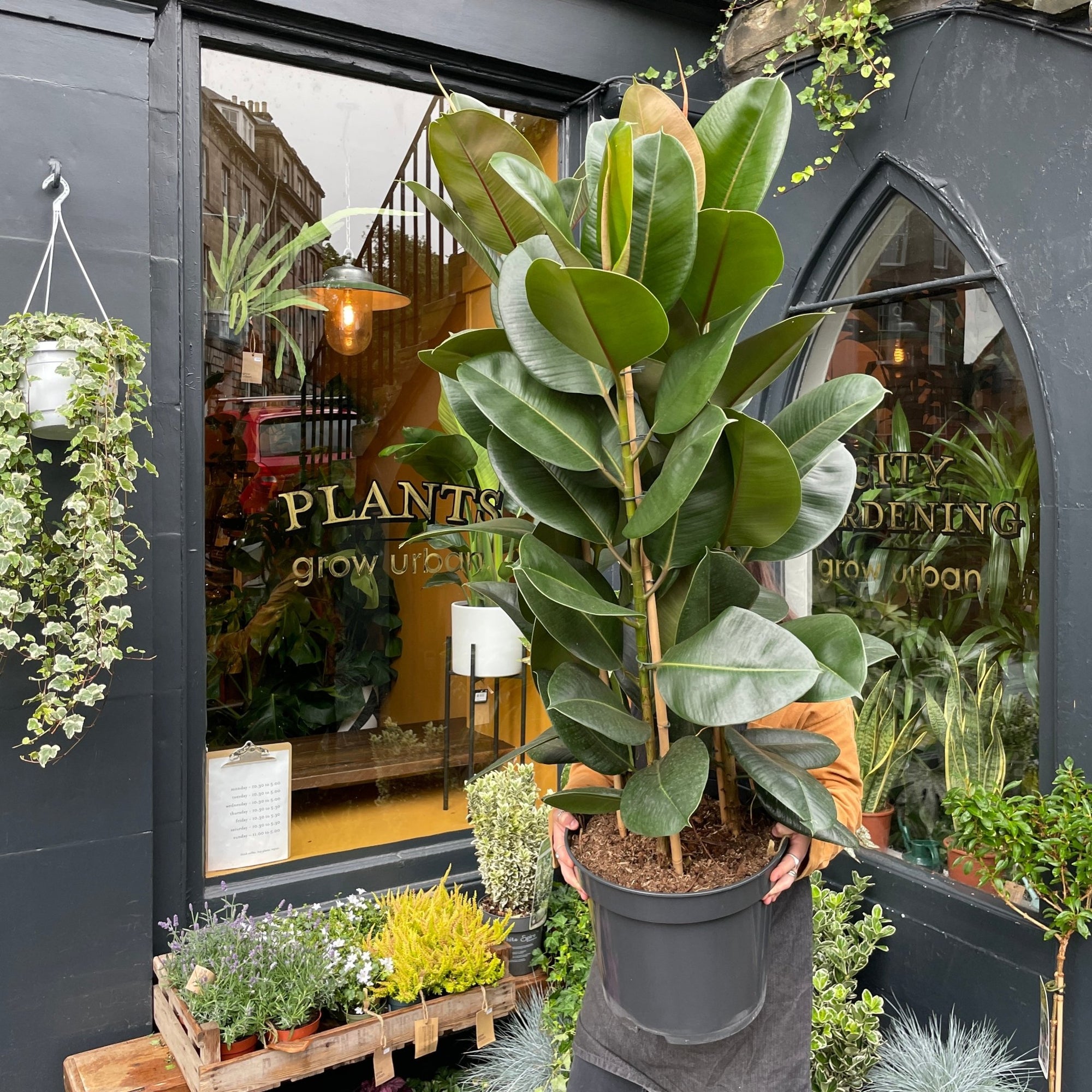 Ficus elastica ‘Robusta’ (35cm pot) | grow urban. Edinburgh