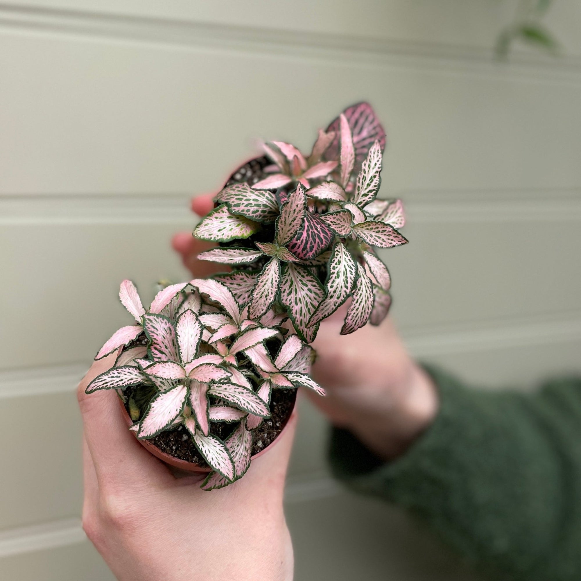 Fittonia ‘Pink Forest Flame’ | grow urban. Edinburgh