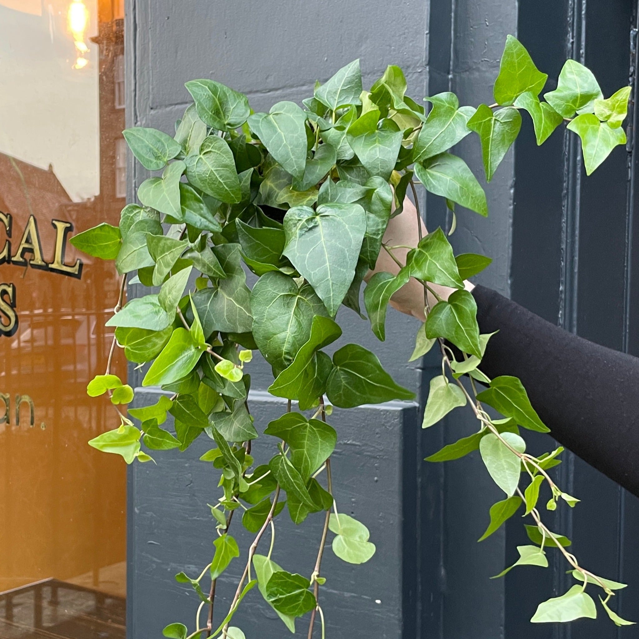 Hedera helix 'Mein Herz' | grow urban. Edinburgh