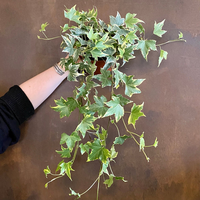 Hedera helix 'Yellow Ripple" | grow urban. Edinburgh