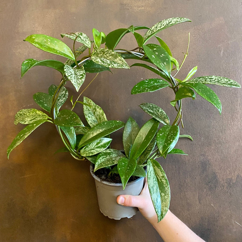 Hoya ‘Silver Splash’ | grow urban. Edinburgh