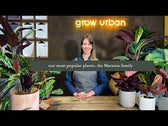 Calathea roseopicta ‘Little Princess’ | grow urban. Edinburgh