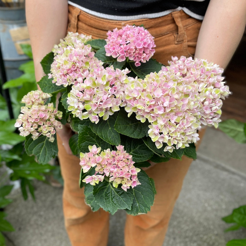 Hydrangea 'Magical Revolution Pink' | grow urban. Edinburgh