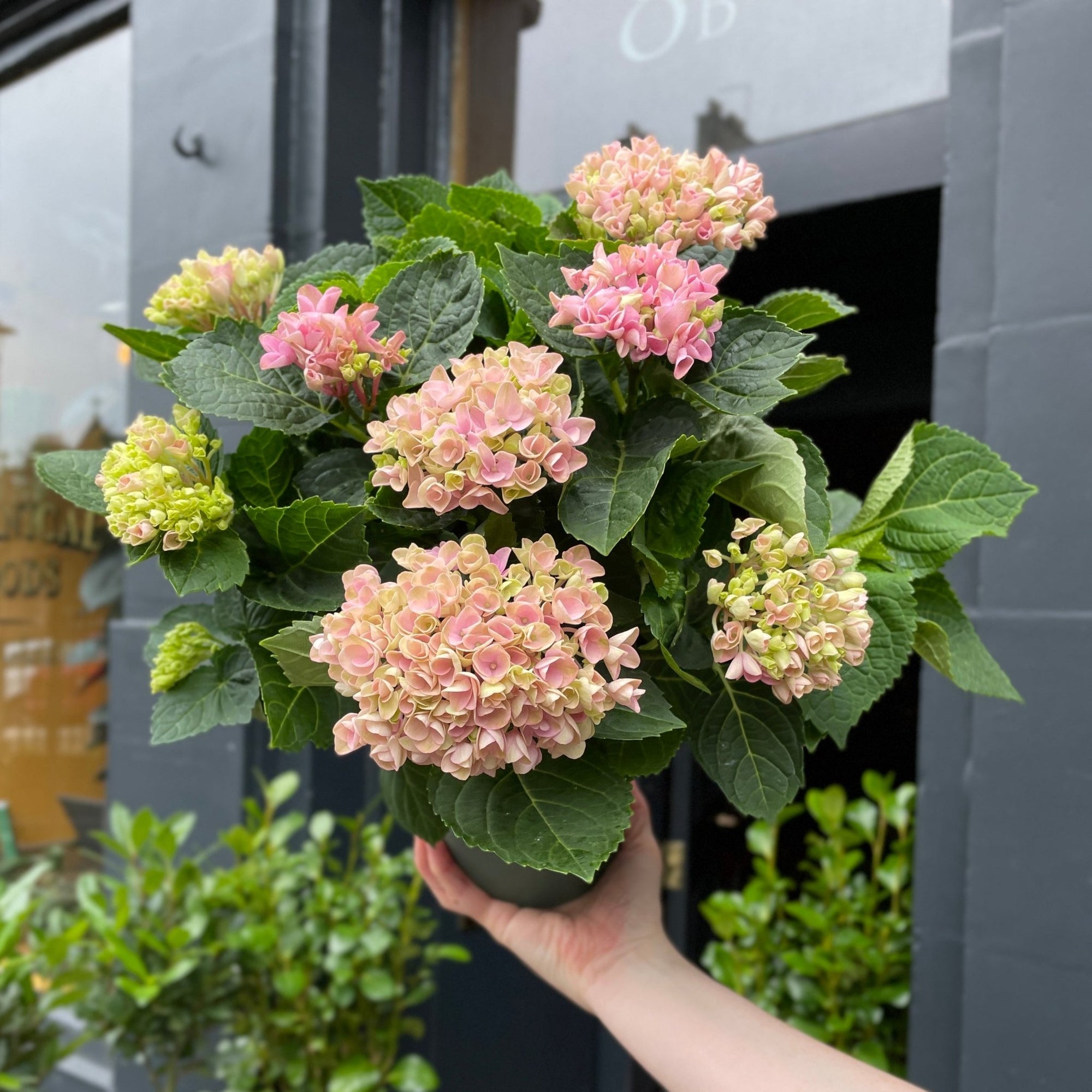 Hydrangea 'Magical Revolution Pink' | grow urban. Edinburgh
