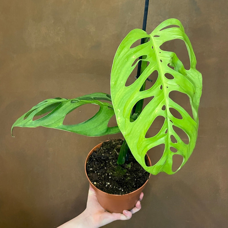 Monstera esqueleto | grow urban. Edinburgh
