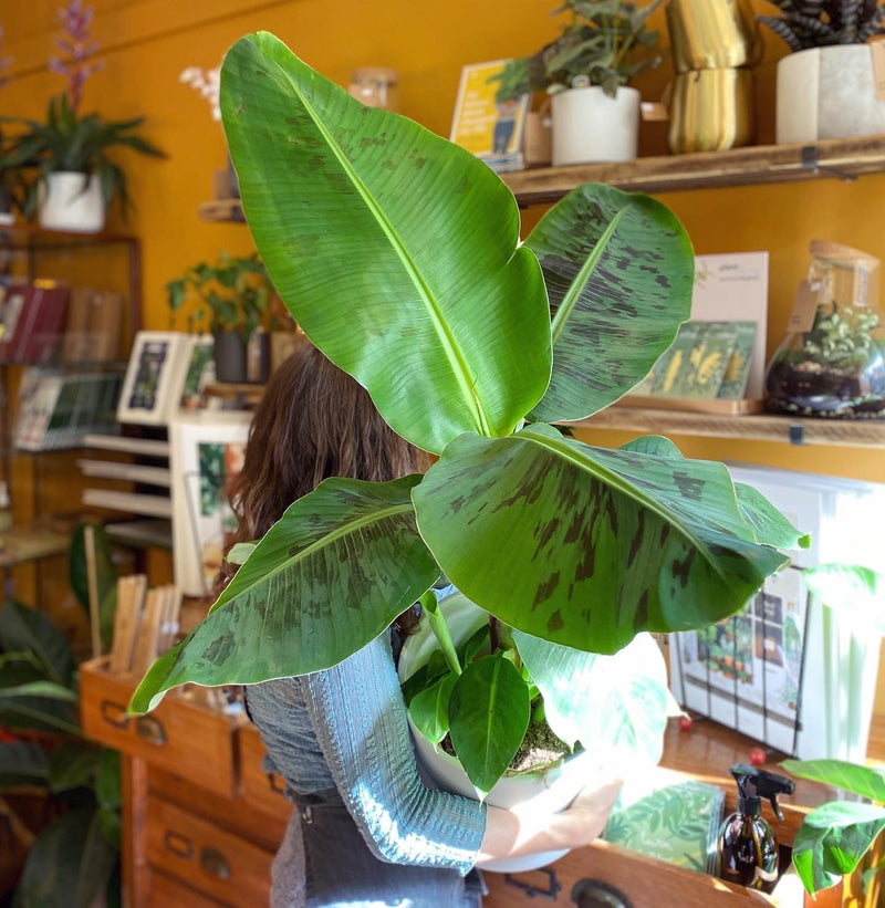 Musa ‘Cavendish’ | grow urban. Edinburgh