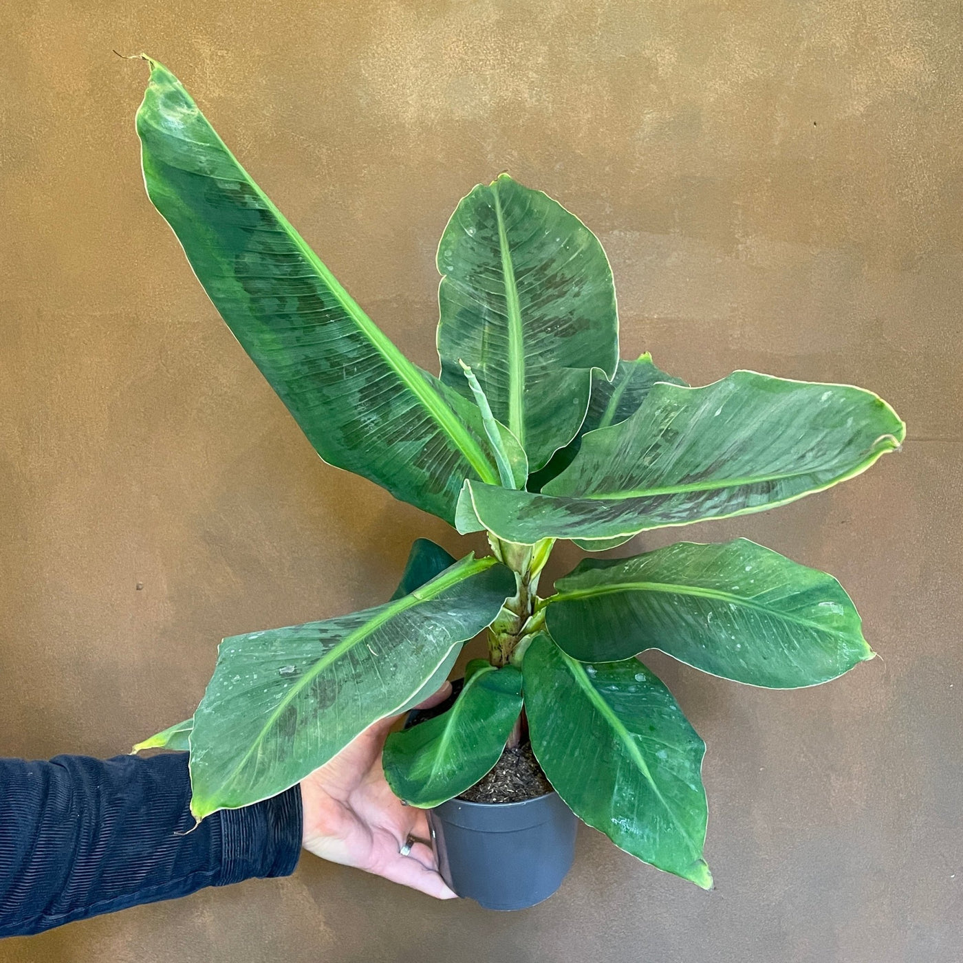 Musa ‘Tropicana’ (14cm pot) | grow urban. Edinburgh