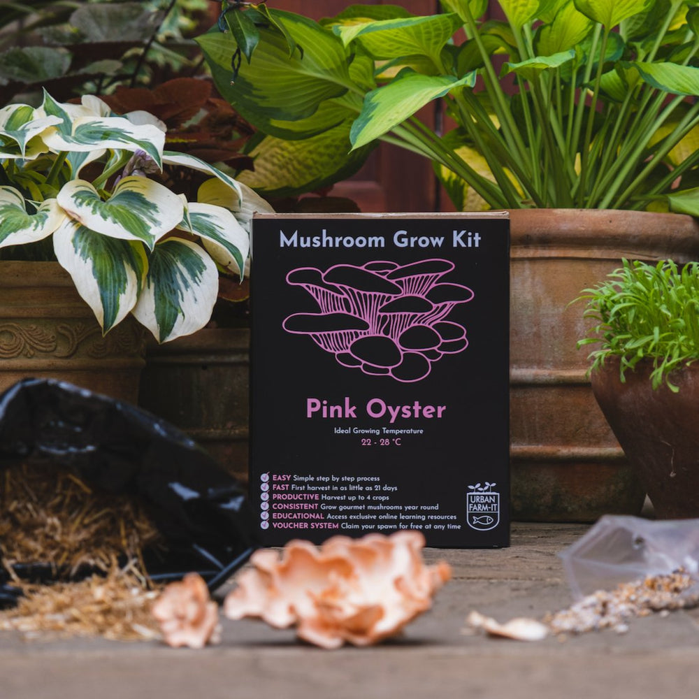 Mushroom Grow Kit | Urban Farm-It | grow urban. Edinburgh