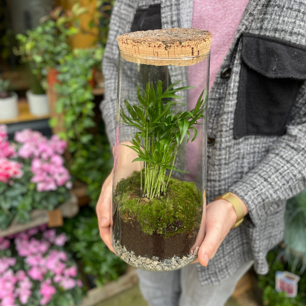 Palm Terrarium - Aged Cork | grow urban. Edinburgh