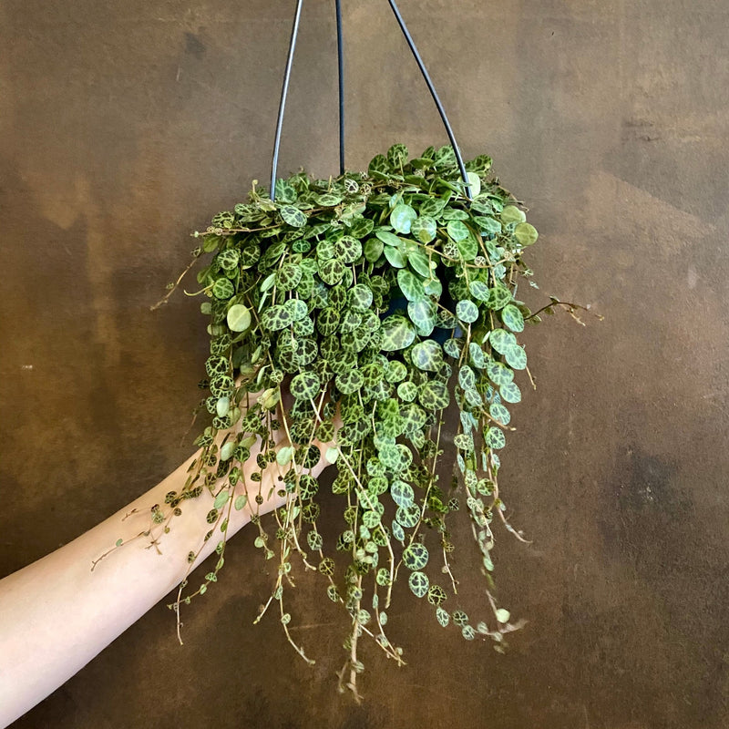 String of Turtles | Peperomia prostrata | grow urban. UK