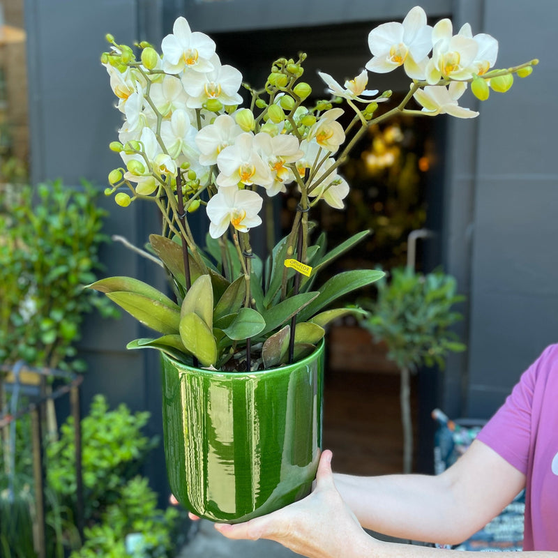 Phalaenopsis ‘Bellissimo Bella’ | grow urban. Edinburgh