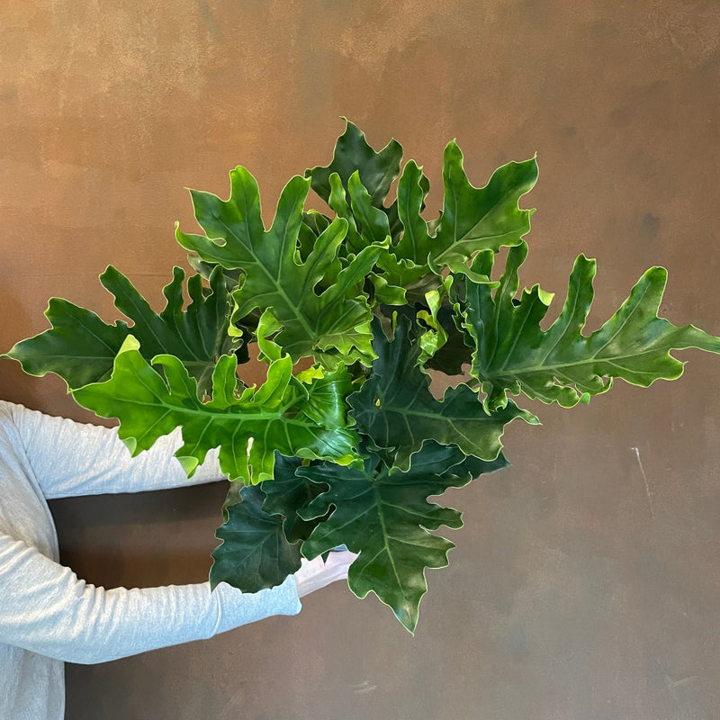 Philodendron ‘Little Hope’ | grow urban. Edinburgh