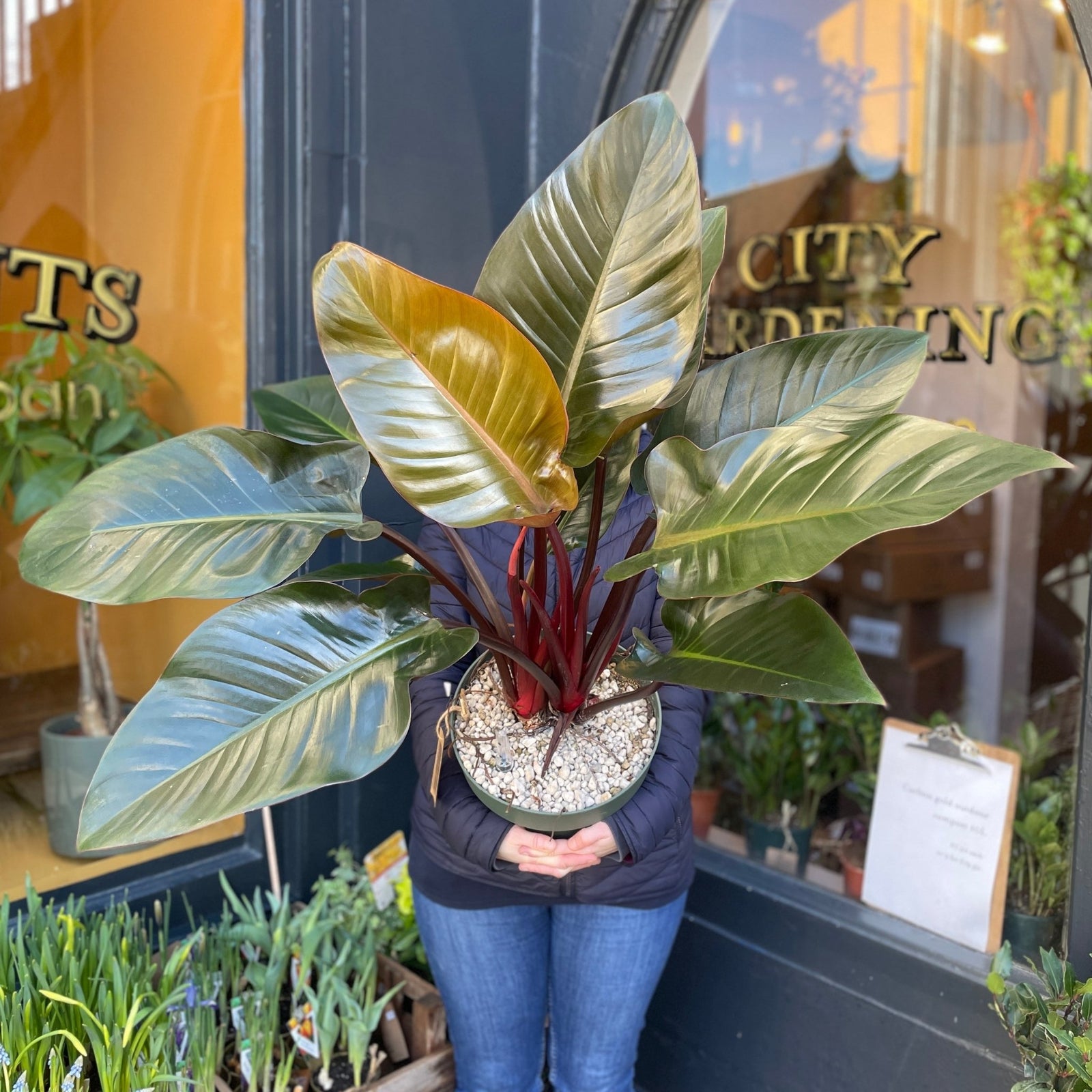 Philodendron ‘Red Beauty’ | grow urban. Edinburgh